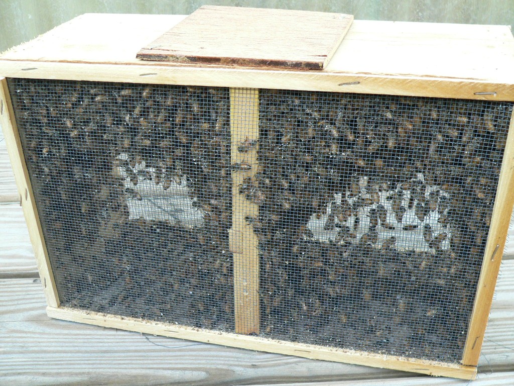 Bees 101 – Part 1 - Healing Touch Charlotte